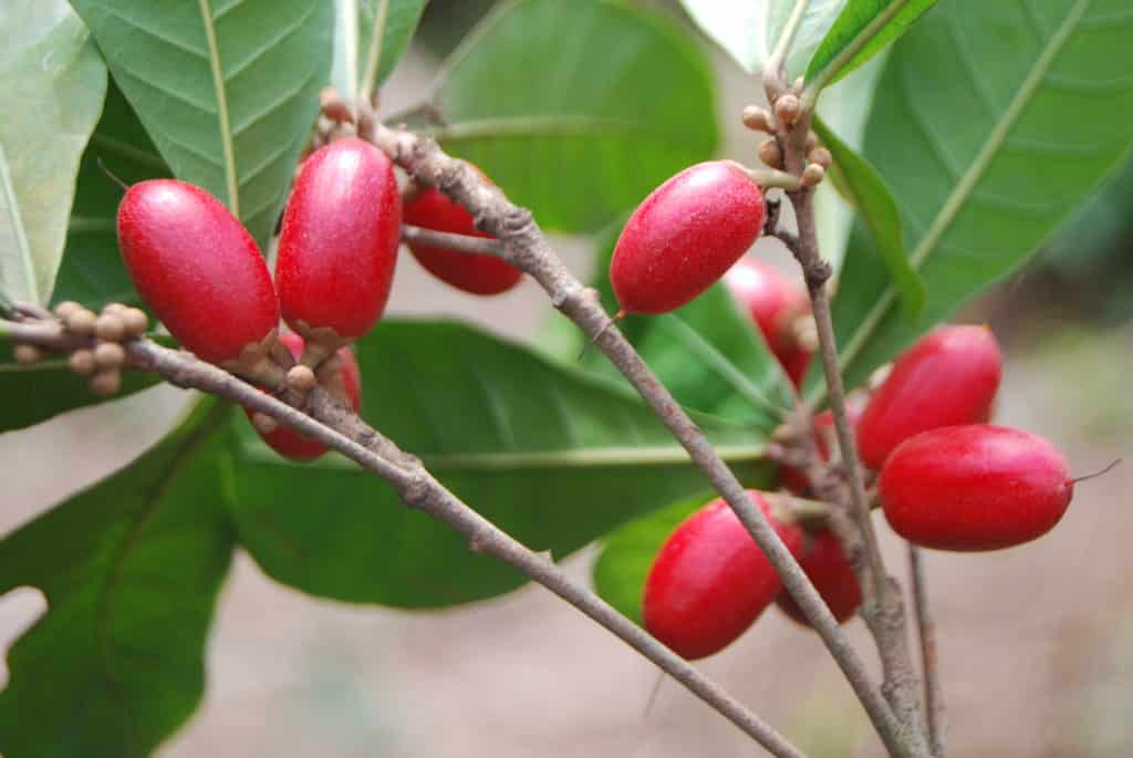 Miracle Berry | What is the Miracle Berry? | Miracle Berry Plant